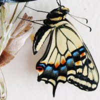 Rae Rose – disability, creativity